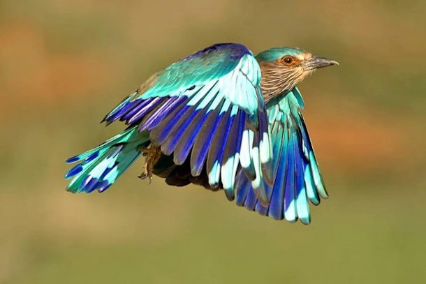 National Geographic Birds Wallpapers
